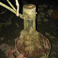 Jual Bambu Apus Terbaik - Harga Murah September 2022 & Cicil 0%