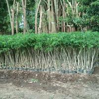 Jual Pohon Trembesi Terbaik - Harga Murah Juni 2024 & Cicil 0%