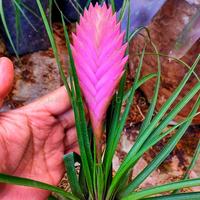 Jual Bunga Bromelia Terbaik - Harga Murah Mei 2024 & Cicil 0%