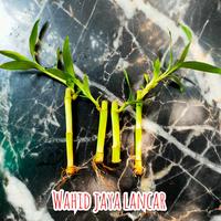 Jual Bambu Batangan Terbaik - Harga Murah Desember 2024 & Cicil 0%