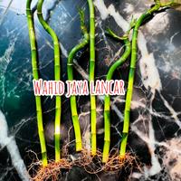 Jual Bambu Batangan Terbaik - Harga Murah November 2024 & Cicil 0%