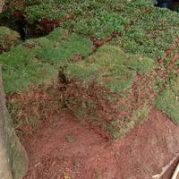 Rumput Jepang Harga Terbaru - Pilihan Terlengkap