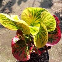 Jual Pohon Puring Terbaik - Harga Murah Maret 2025 & Cicil 0%