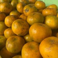 Jual Jeruk Medan Super Terdekat - Harga Murah & Grosir Juni 2024