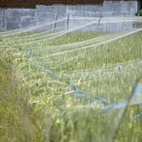 Jual Jaring Tanaman Terlengkap & Terbaik - Harga Murah November 2022