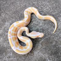 Jual Aneka Ular Ball Python Terlengkap - Harga Murah Januari 2024