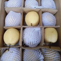 Jual Pear Madu Terdekat - Harga Murah & Grosir Mei 2024