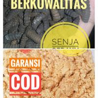 Jual Pupa Bsf Terlengkap & Terbaik - Harga Murah Juni 2024