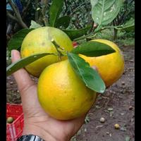 Jual Jeruk Baby Terlengkap - Harga Murah Juni 2024 & Cicil 0%