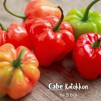 Jual Cabe Katokkon Terdekat - Harga Murah & Grosir Juni 2024