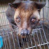 Jual Musang Bulan Terlengkap & Terbaik - Harga Murah Juli 2022