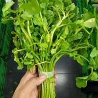 Selada Air Harga Termurah - Pilihan Favorit