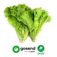 Jual Selada Bokor Terdekat - Harga Murah & Grosir April 2024