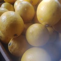 Jual Lemon California Terdekat - Harga Murah & Grosir Juni 2024