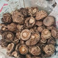 Jual Jamur Hyoko Terdekat - Harga Murah & Grosir Juni 2024