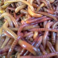 Jual Cacing Tiger Terlengkap & Terbaik - Harga Murah Juni 2024