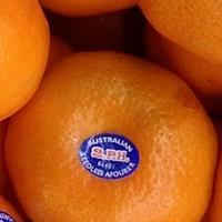 Jual Jeruk 1 Dus Murah - Harga Terbaru 2024