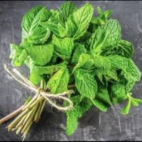 Jual Daun Mint Segar Terdekat - Harga Murah & Grosir Mei 2025