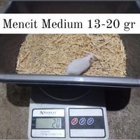 Jual Mencit Medium Terlengkap & Terbaik - Harga Murah Juni 2024