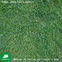 Rumput Jepang Harga Terbaru - Pilihan Terlengkap