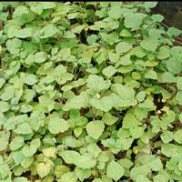 Jual Bibit Nilam Terbaik - Harga Murah Januari 2023 & Cicil 0%