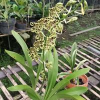 Jual Anggrek Macan Papua Terbaik - Harga Murah Juni 2024 & Cicil 0%