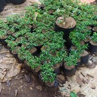 Jual Rembosa Mini Terlengkap - Daftar Harga Juni 2024 & Cicilan 0%