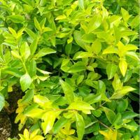 Jual Tanaman Teh Tehan Terbaik - Harga Murah Januari 2024 & Cicil 0%