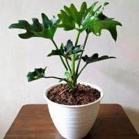 Jual Philodendron Jari Terbaik - Harga Murah Mei 2024 & Cicil 0%