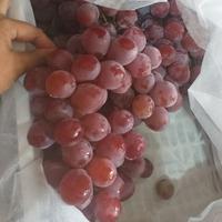Jual Anggur Red Globe Terdekat - Harga Murah & Grosir Maret 2024