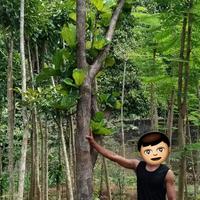 Jual Pohon Biola Cantik Terbaik - Harga Murah Juni 2024 & Cicil 0%