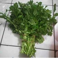 Selada Air Harga Termurah - Pilihan Favorit