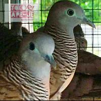 Jual Perkutut Lokal Terlengkap & Terbaik - Harga Murah Februari 2024