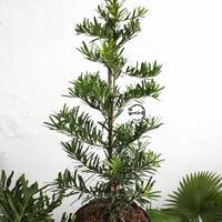 Jual Pohon Lohansung Terbaik - Harga Murah Februari 2025 & Cicil 0%