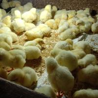 Jual Doc Ayam Broiler Terdekat - Harga Murah & Grosir April 2025