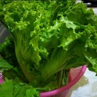 Jual Selada Bokor Terdekat - Harga Murah & Grosir April 2024