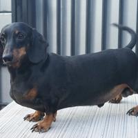 Jual Anjing Tekel Terlengkap & Terbaik - Harga Murah Januari 2024