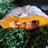 Jual Labu Kuning Terbaik - Harga Murah Mei 2024 & Cicil 0%