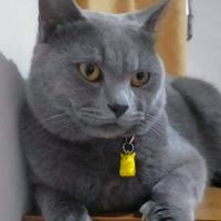 Kucing British Shorthair Harga Termurah - Kualitas Terbaik