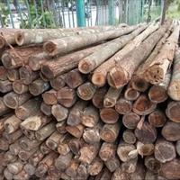 Jual Kayu Dolken Terbaik - Harga Murah Juni 2024 & Cicil 0%