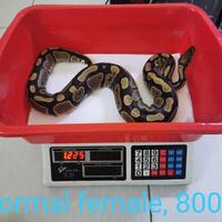 Jual Aneka Ular Ball Python Terlengkap - Harga Murah Juli 2023