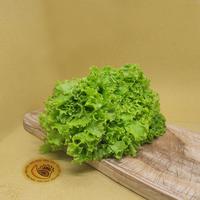 Daun Selada Harga Termurah - Pilihan Favorit