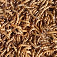 Jual Ulat Jerman Terlengkap & Terbaik - Harga Murah Juli 2023