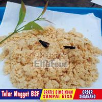 Jual Telur Maggot Bsf Terlengkap & Terbaik - Harga Murah Juni 2024