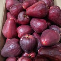 Jambu Bol Harga Termurah - Pilihan Favorit