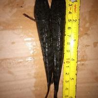 Jual Bibit Ikan Gabus Terlengkap & Terbaik - Harga Murah Juni 2024