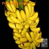 Jual 1 Tandan Pisang Terdekat - Harga Murah & Grosir Desember 2024