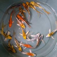 Jual Ikan Koi Slayer Terlengkap & Terbaik - Harga Murah Mei 2024