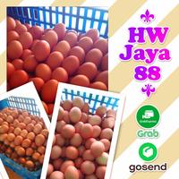 Jual Telor 1 Kg Terdekat - Harga Murah & Grosir Desember 2024