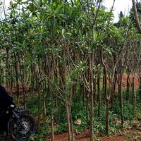 Jual Pohon Bintaro Murah & Terbaik - Harga Terbaru Juni 2023